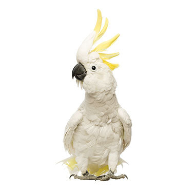 Kakadu – Pet-centar.rs