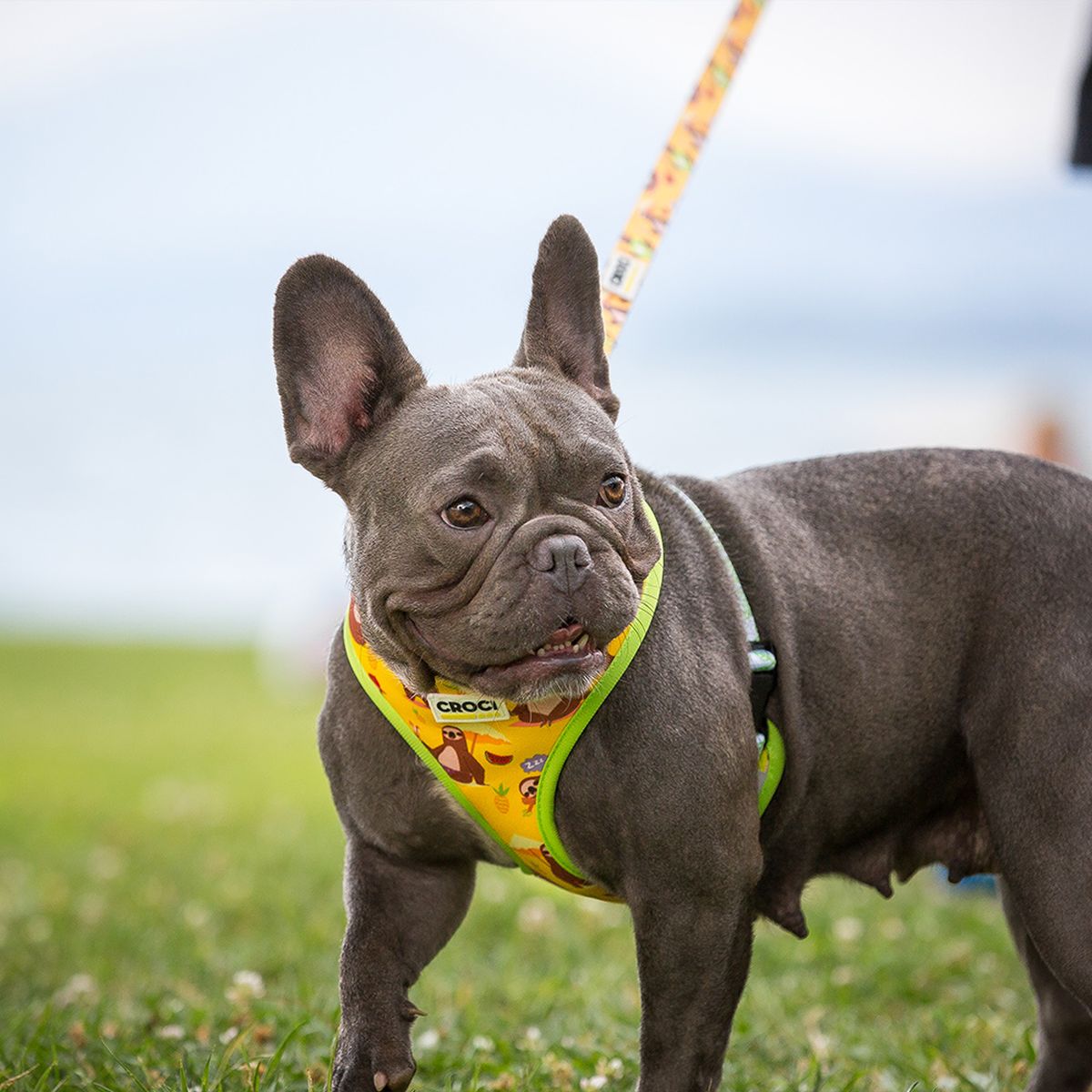 OUTLET CROCI Am za pse Sancho, motiv lenjivca, Žuti – Pet-centar.rs