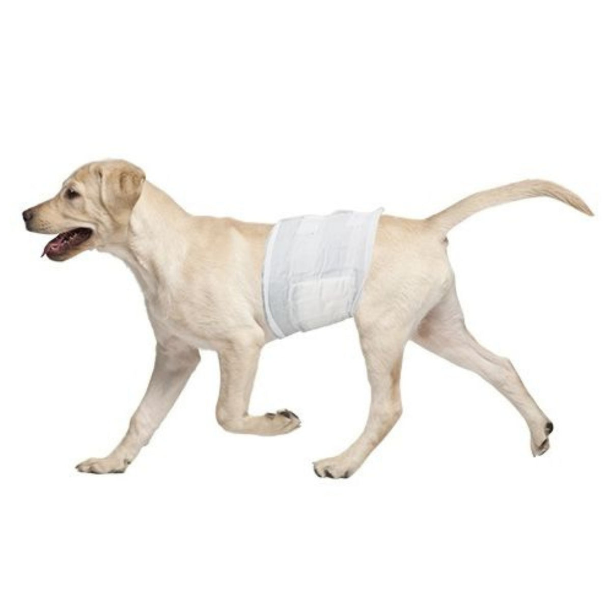 PAWISE Pelene za mužjake, jednokratne (12 kom) – Pet-centar.rs