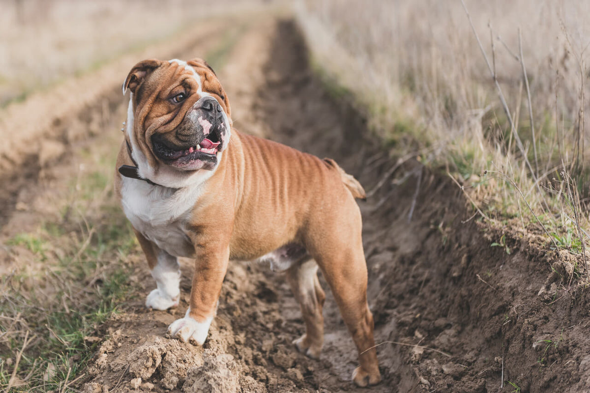 Engleski buldog: karakteristike i ishrana – Pet-centar.rs