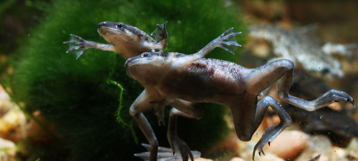 Akvarijumske žabe – Pet-centar.rs
