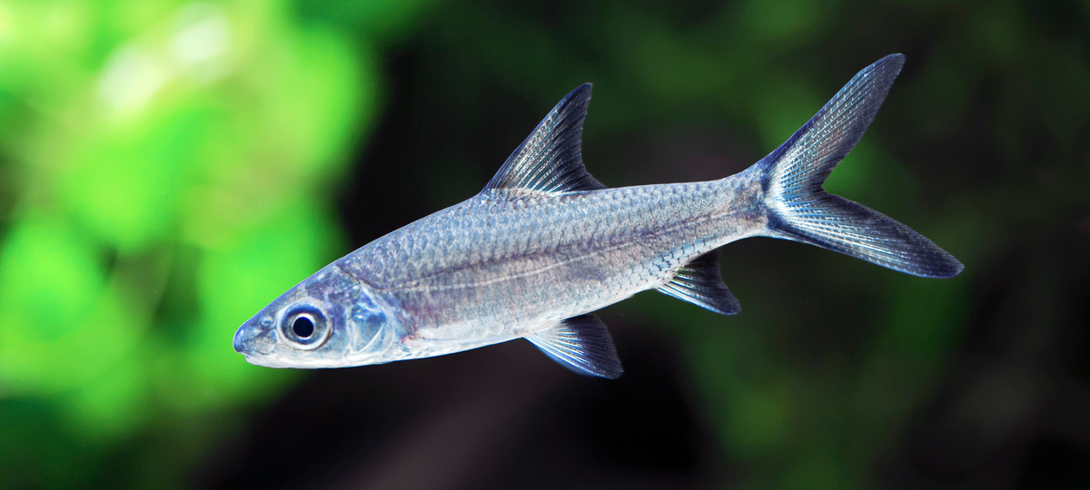 Koža ribice je pobelela i ljušti se – Pet-Centar.rs