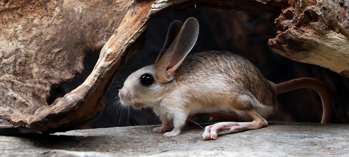 Skočimiš se izvrće i pada na leđa – Pet-centar.rs