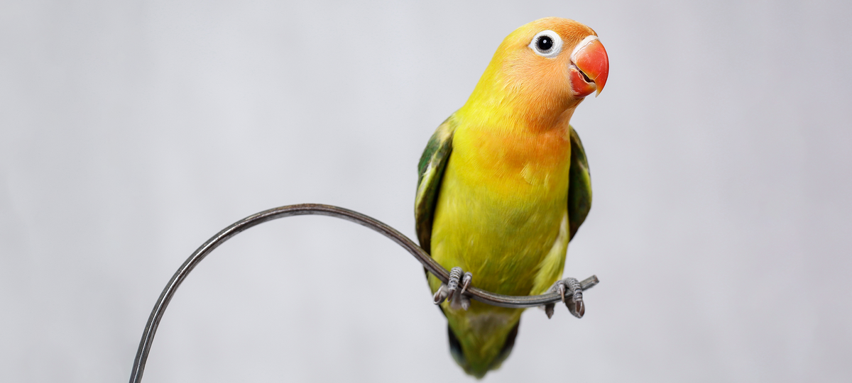 Otečeno perje i problemi sa gutanjem – Pet-centar.rs