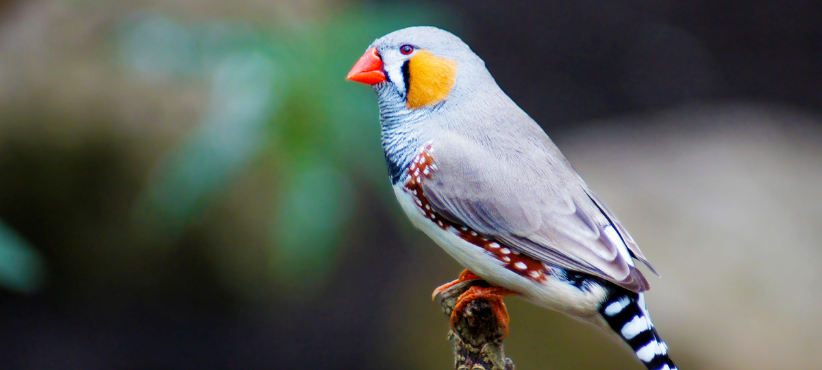 Povređena noga australijske zebe – Pet-Centar.rs