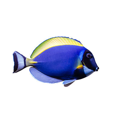 Tropske ribe – Pet-centar.rs