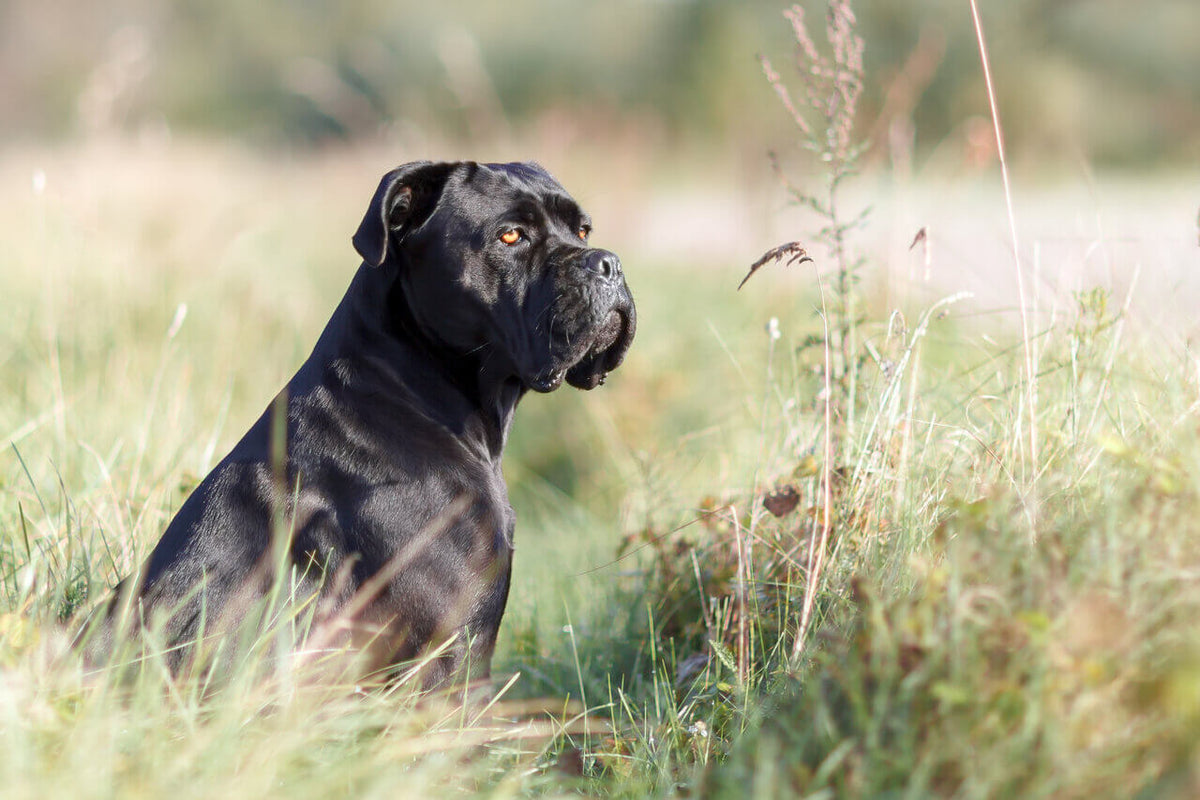Cane corso (kane korso): sve o rasi – Pet-centar.rs